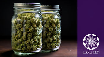 How to Dry Weed: Best Practices for Quality and Potency