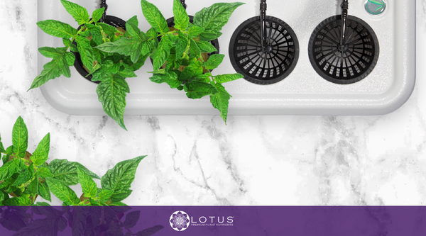 Best Hydroponic System for Growing Cannabis